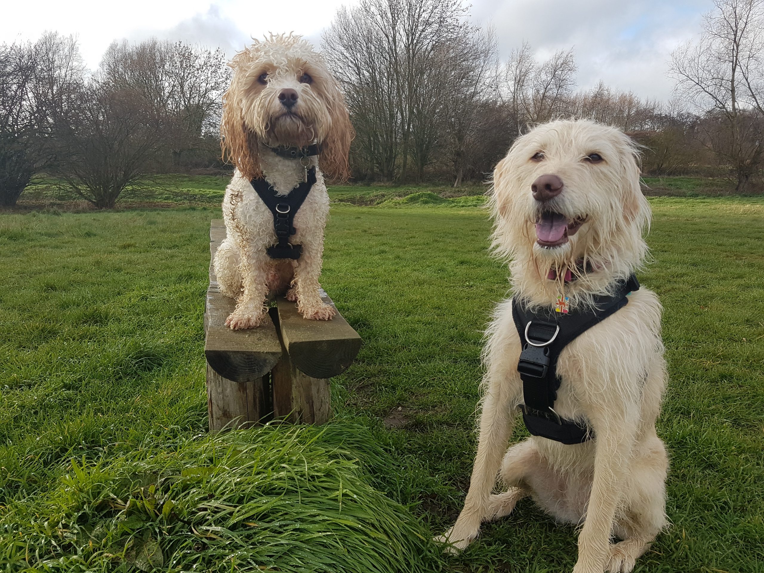 Why I Choose Harnesses for My Dogs - Backed by Science and Experience ...